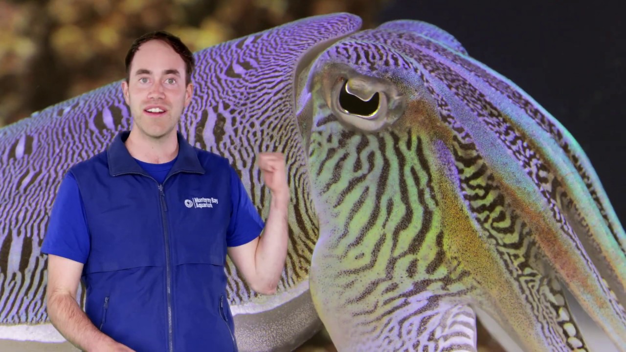 Why cuttlefish have those weird eyes