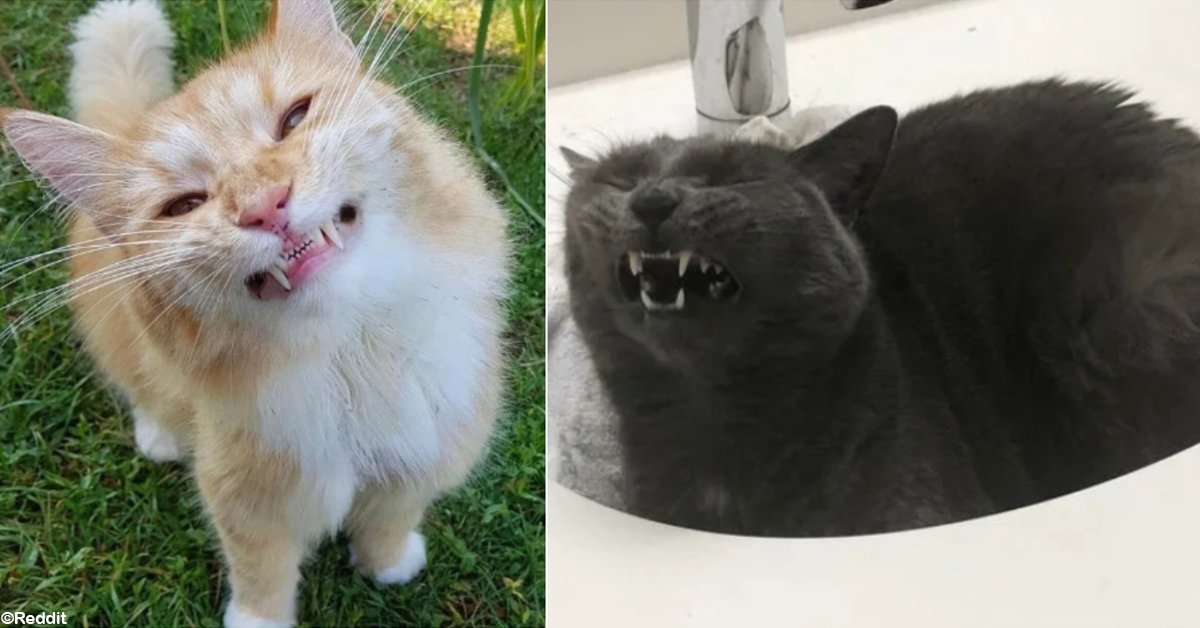 Cat Teeth Are Now a Thing and Here Are 15 Adorable Photos