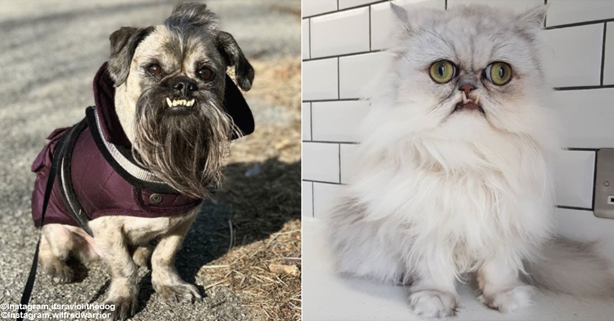 Take a Look at These 15 Animals with Adorable and Hilarious Underbites