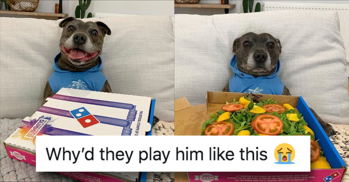 15 Dogs Photos People Shared That Might Make You Smile