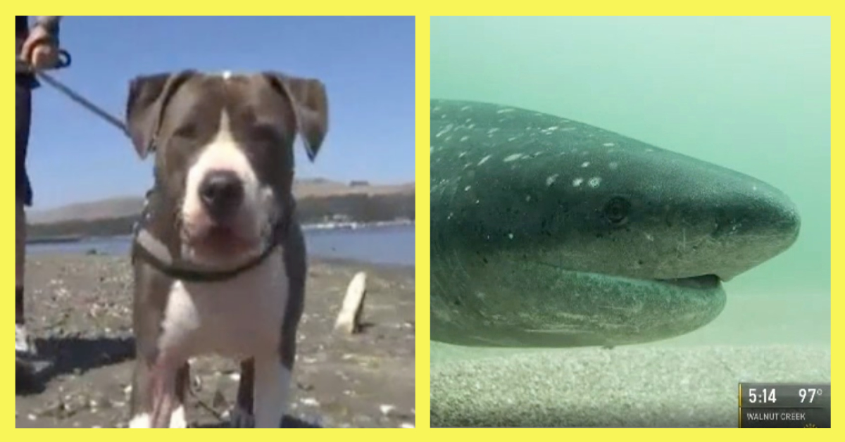 Pitbull Fights Off a 6-Foot Shark to Save Owner