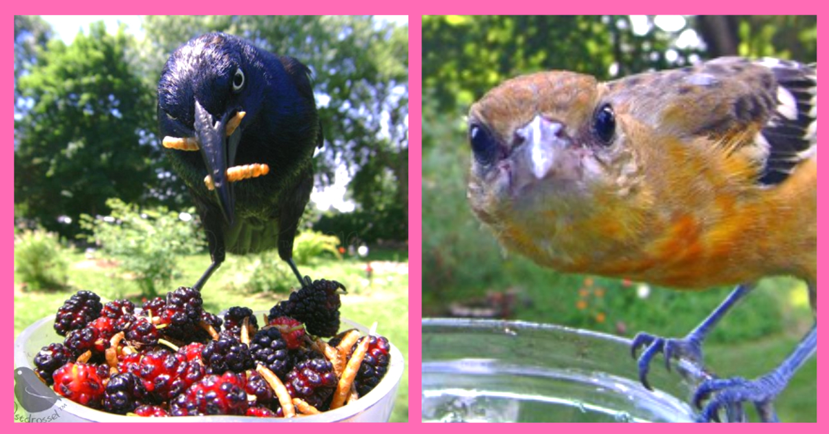 A Woman Set up a Photo Booth for Birds in Her Yard. Here are 15 of the ...