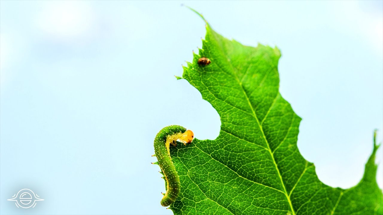 Are plants more like humans than we think?