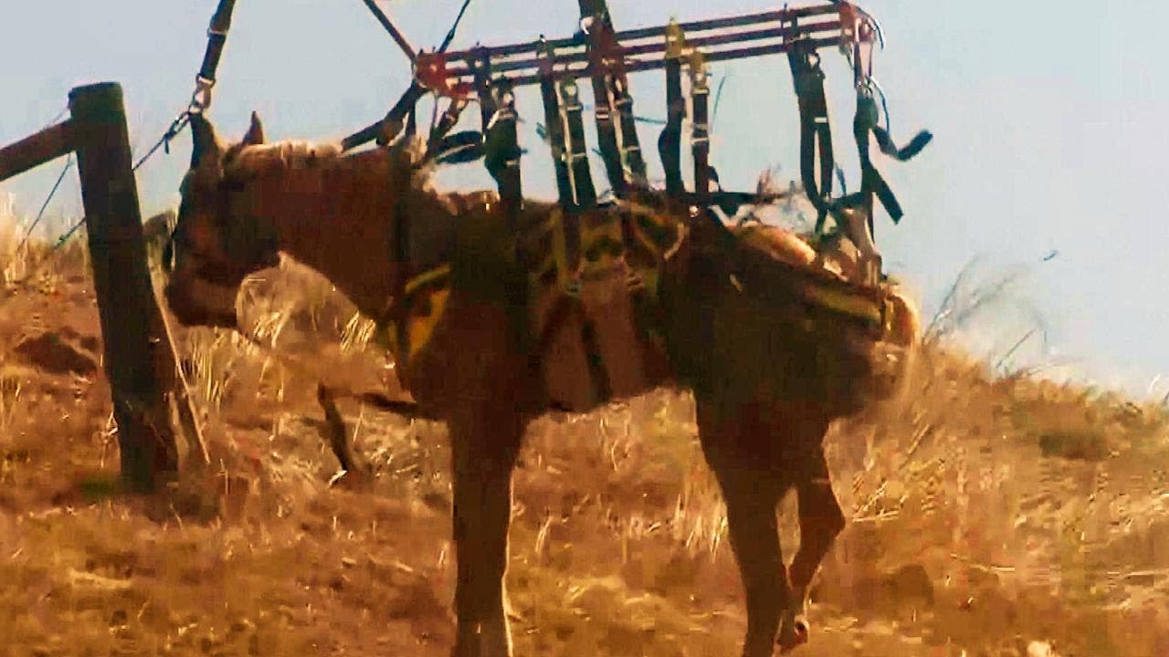 Fallen horse airlifted to safety