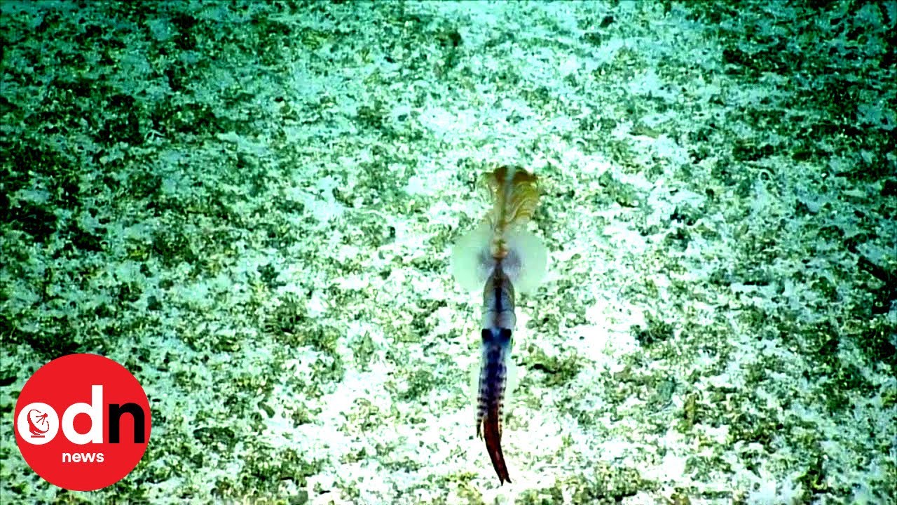 Scientists film the first ever live footage of a rare squid