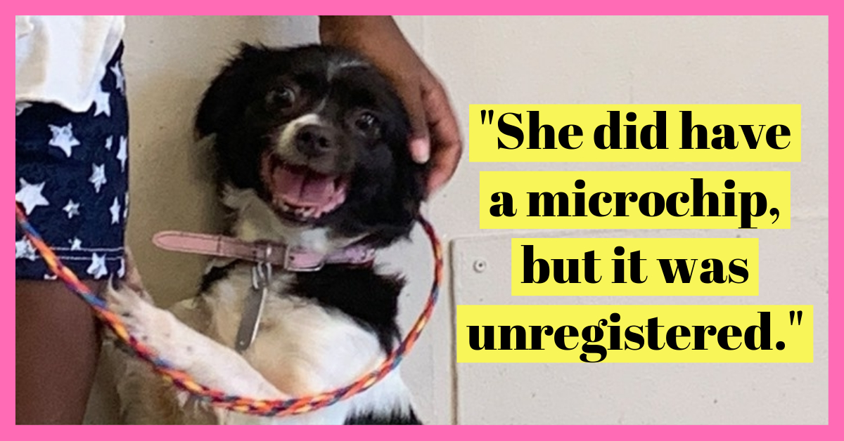 Missing Dog is Finally Reunited With Her Family 5 Years Later