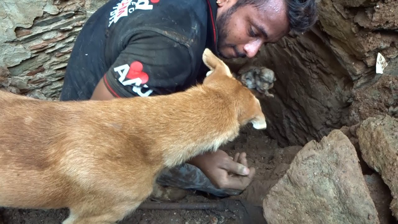 Mother dog helps rescuers dig for her trapped puppies Mother dog helps rescuers dig for her trapped puppies