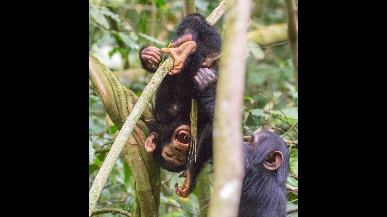 Baby chimpanzees playing in the wild