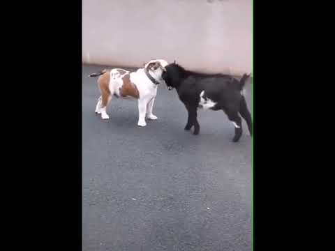 Goat vs. dog
