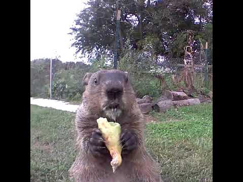 Groundhog caught red-handed eating from man's garbage