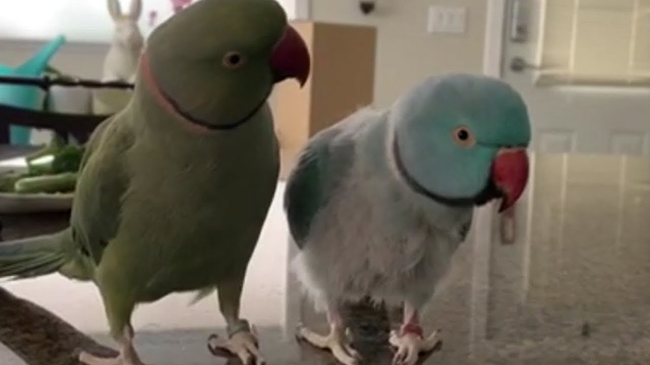 Parrots talking to each other like humans