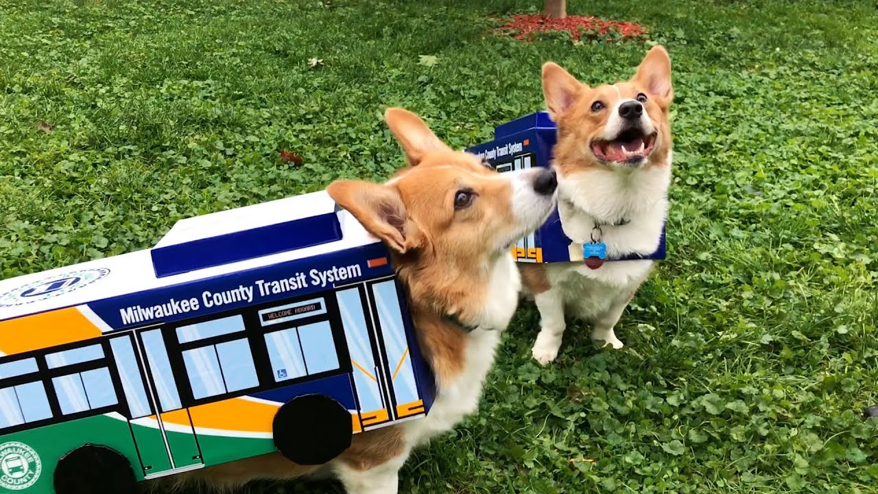 Two corgis dress up like Milwaukee County buses