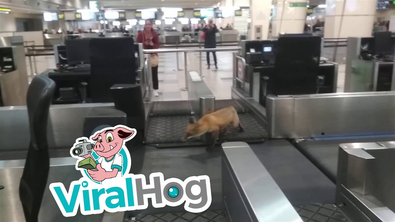 Fox strutting around Russian airport.