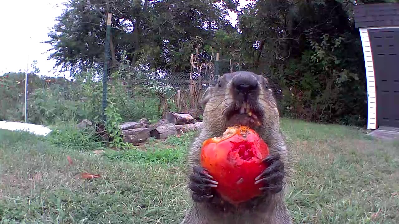 Groundhog grubs on tomato, hears dog and books it.