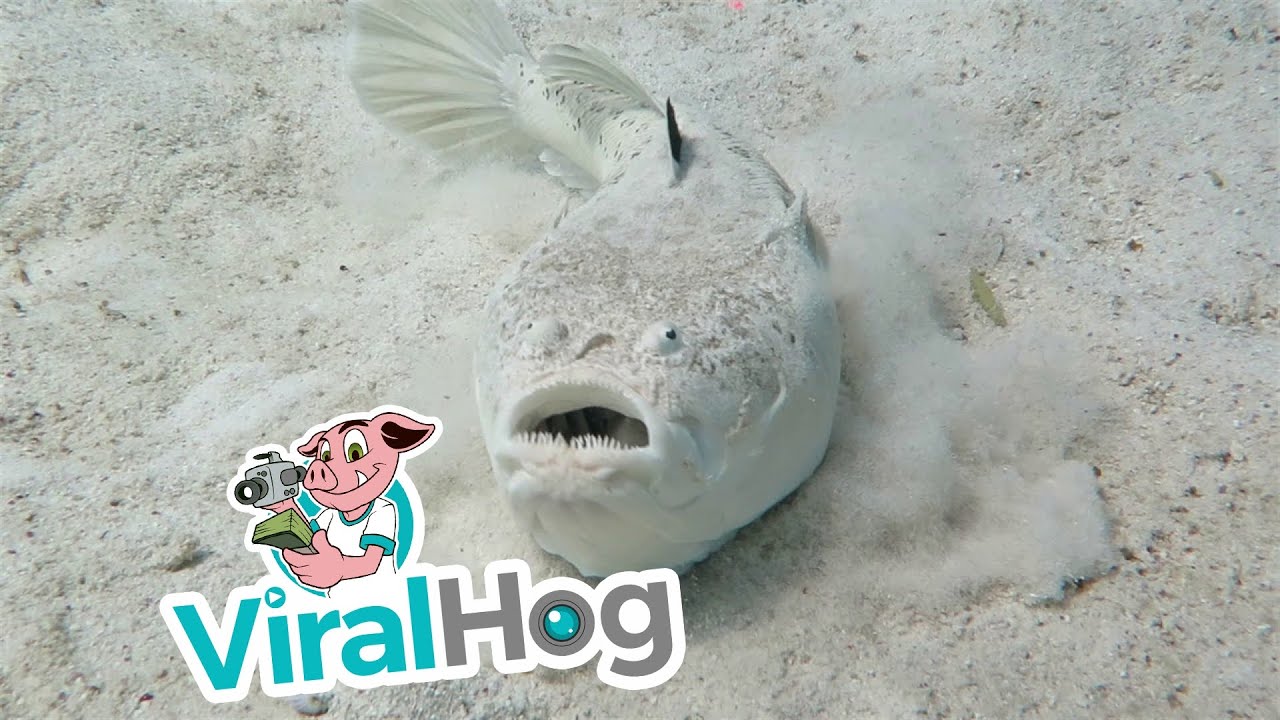 Stargazer fish disguising itself perfectly in sand