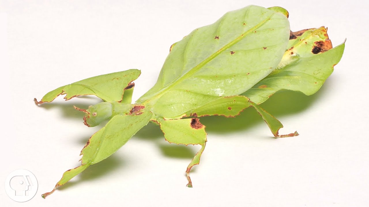 The amazing survival skills of the giant Malaysian leaf insect