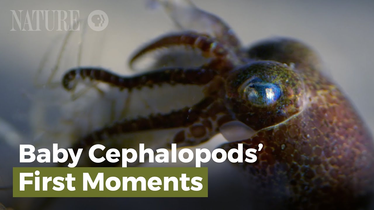 The daunting first moments of a baby octopus' life