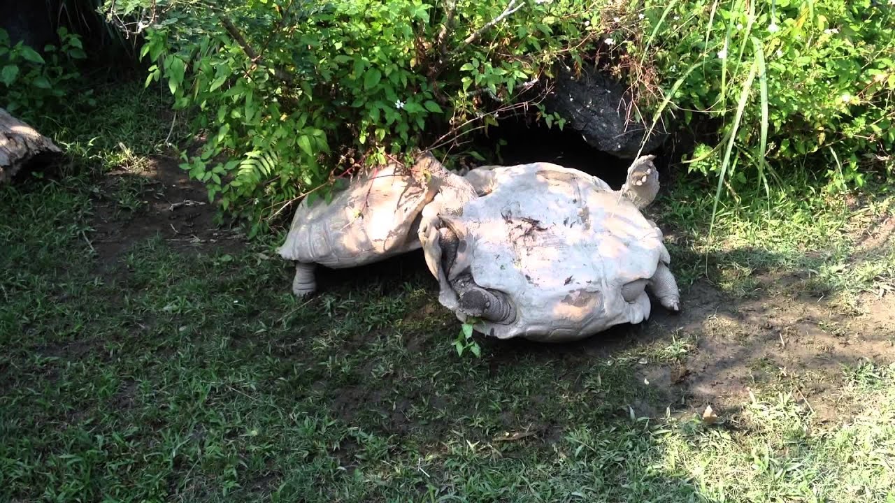 Upside-down turtle gets some help from his friend.