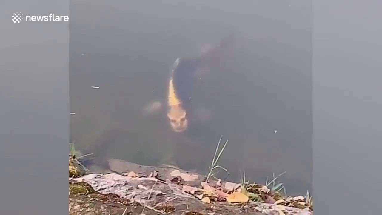 Chinese tourist spots fish with 'human face' in lake