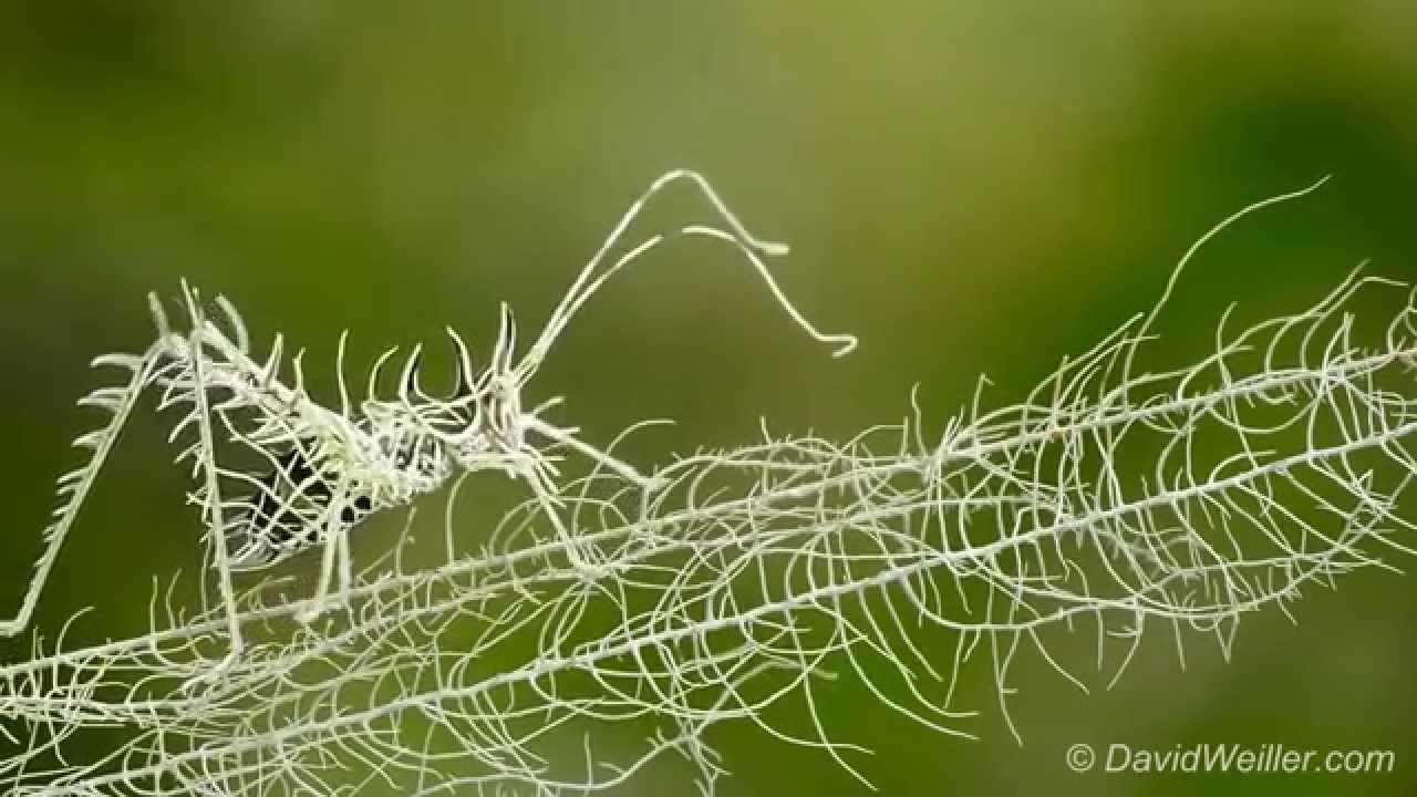 Camouflaged grasshopper delicately walking along its matching branch