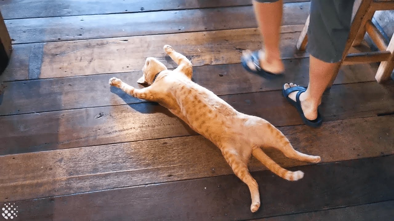 Lazy cat sleeps in the middle of busy restaurant and refuses to move