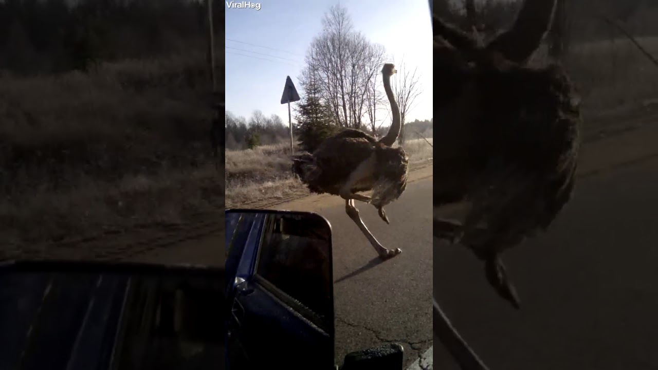 Ostrich runs alongside car on the road