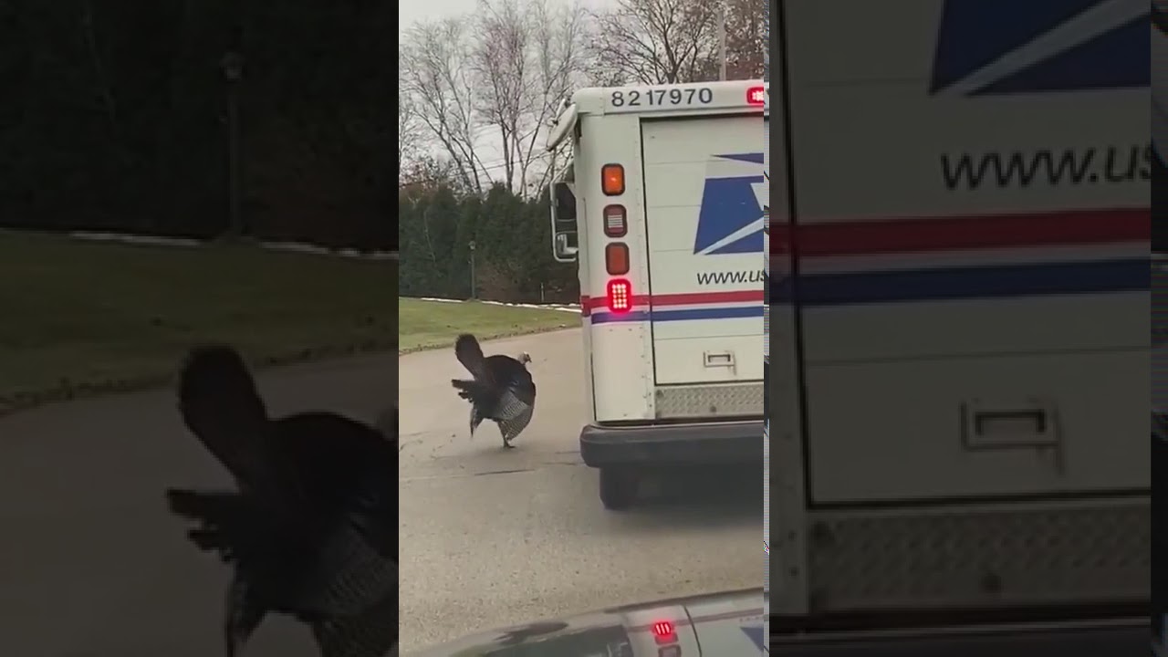 Turkey stalks neighborhood mail truck