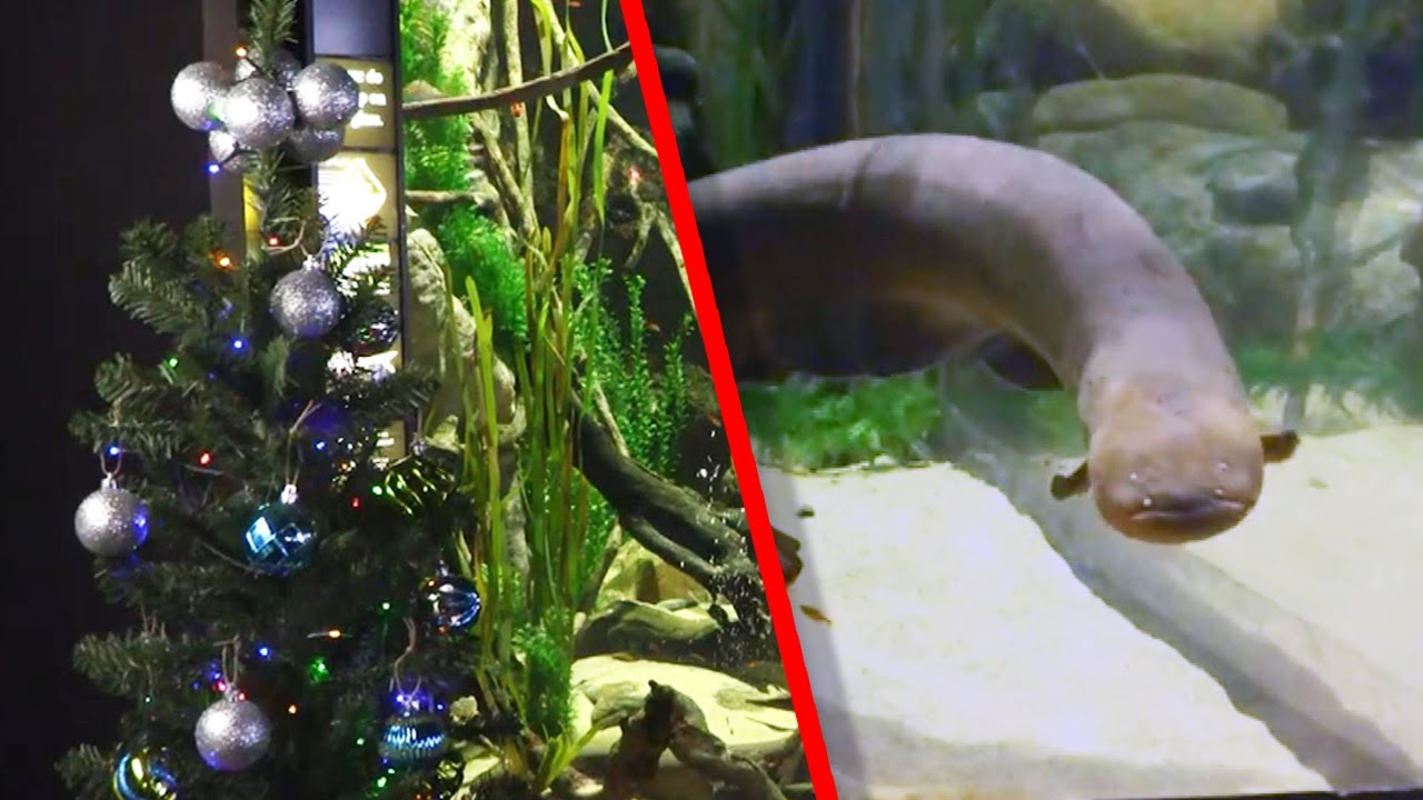 Electric eels light up aquarium's Christmas tree