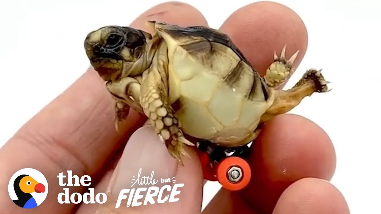 Man makes tiny wheels for his disabled tortoise