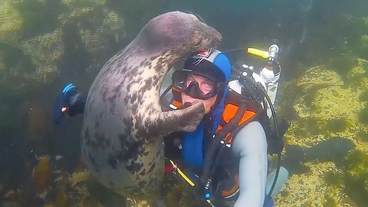 Playful seal hugs scuba diver