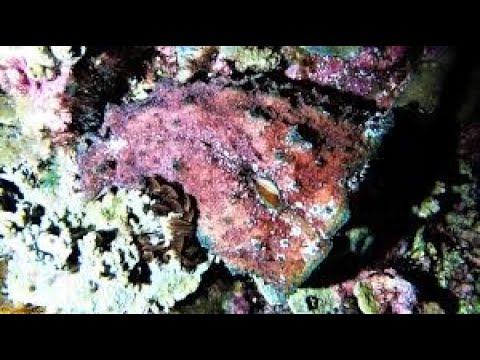 The sea hare is possibly one of the strangest ocean creatures