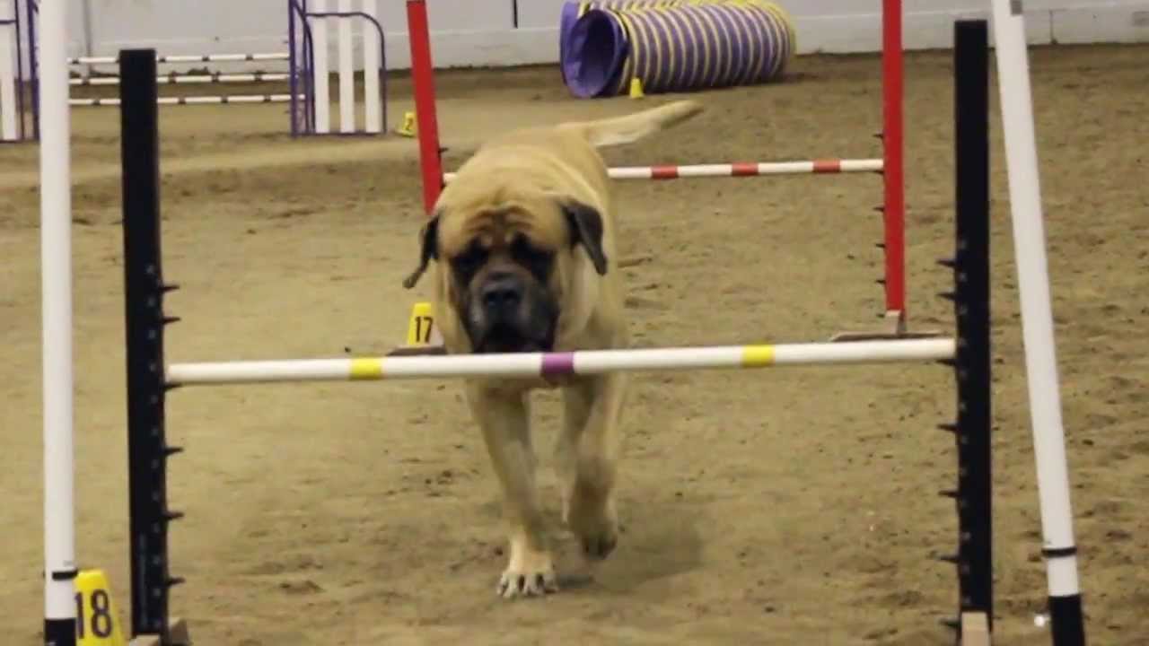 A giant Mastiff dog calmly performs agility course