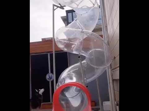 Clear tube slide for dogs