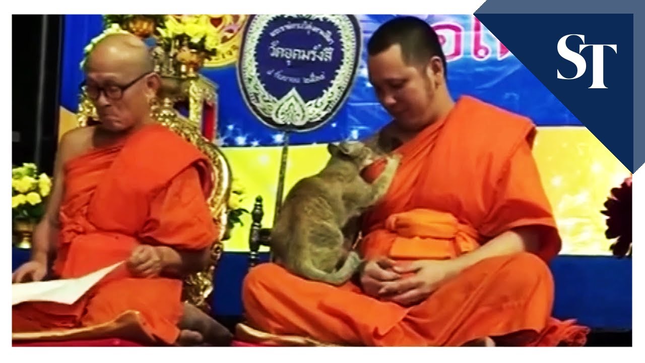 Cat tests Buddhist monk's patience.