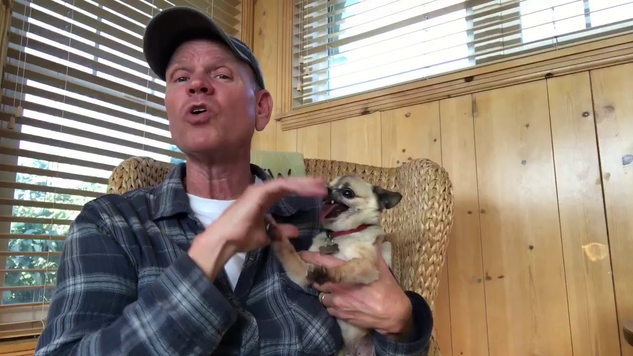 How dogs help humans relax