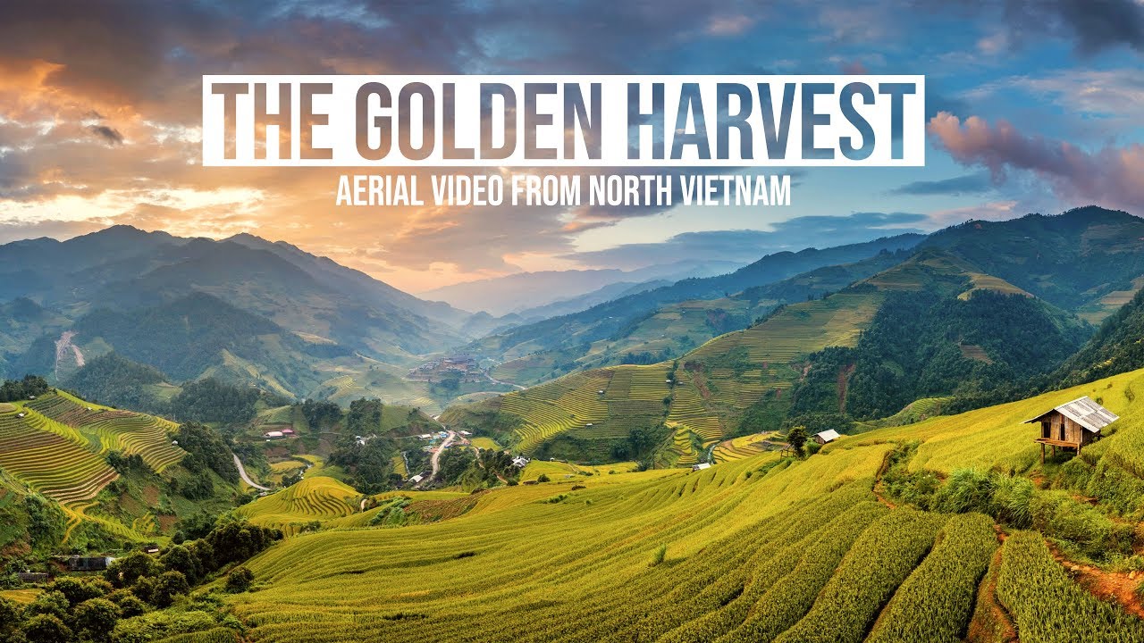 Beautiful footage of golden rice harvest from North Vietnam