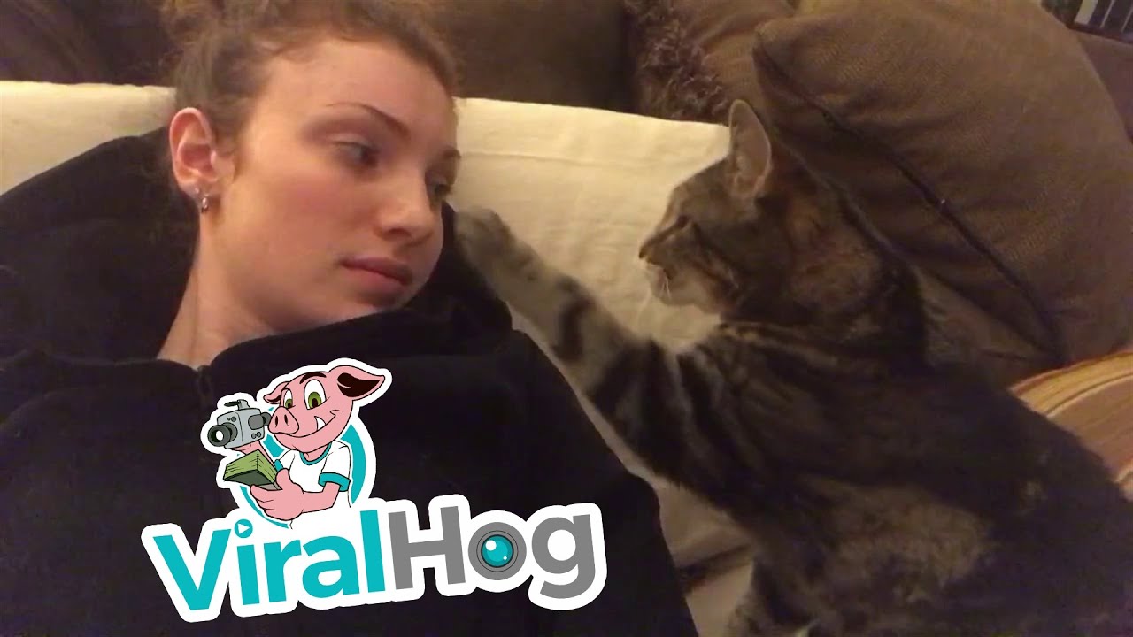 Adorable kitty gives "boop."