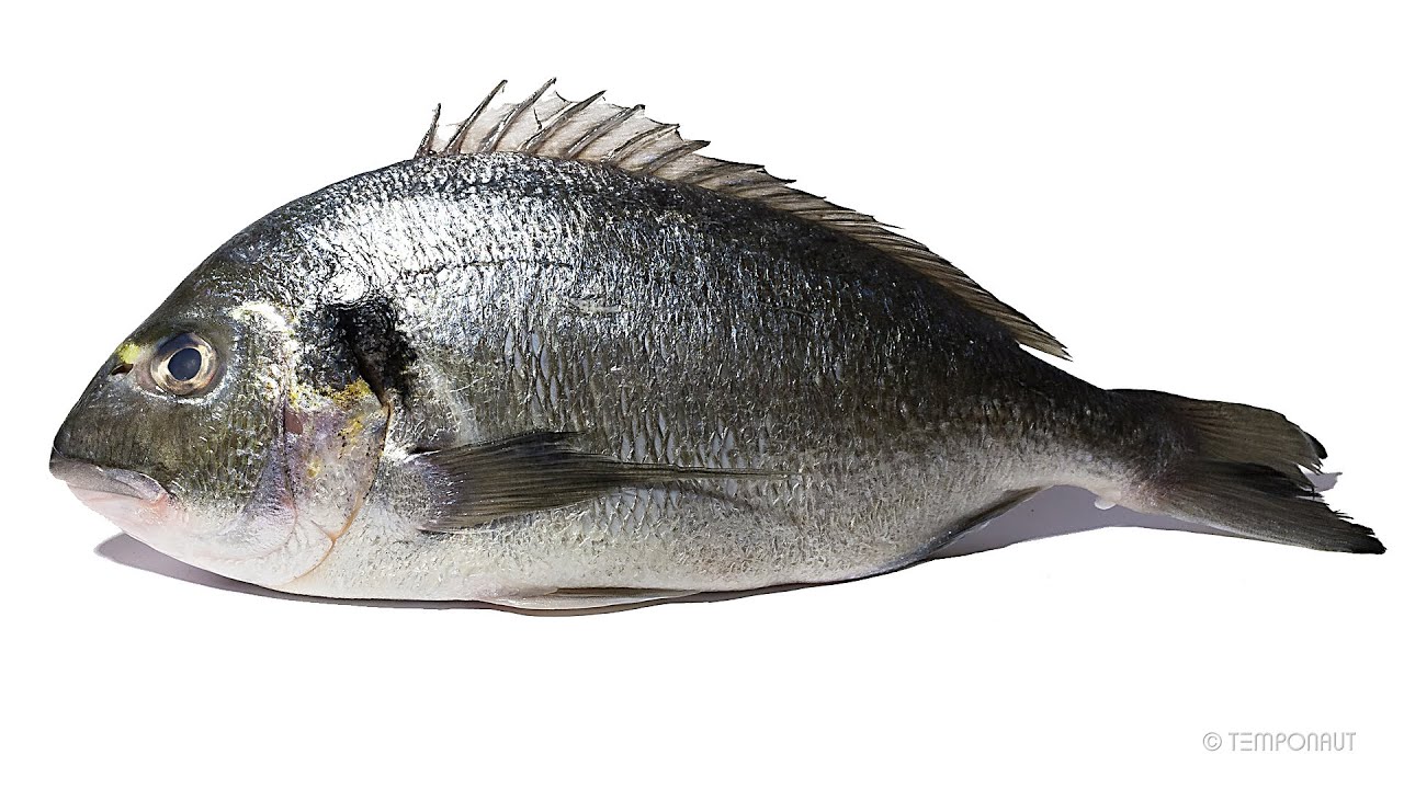 Insects eating fish timelapse