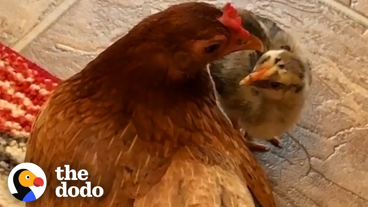 Rescue chicken adopts chick who isn't hers