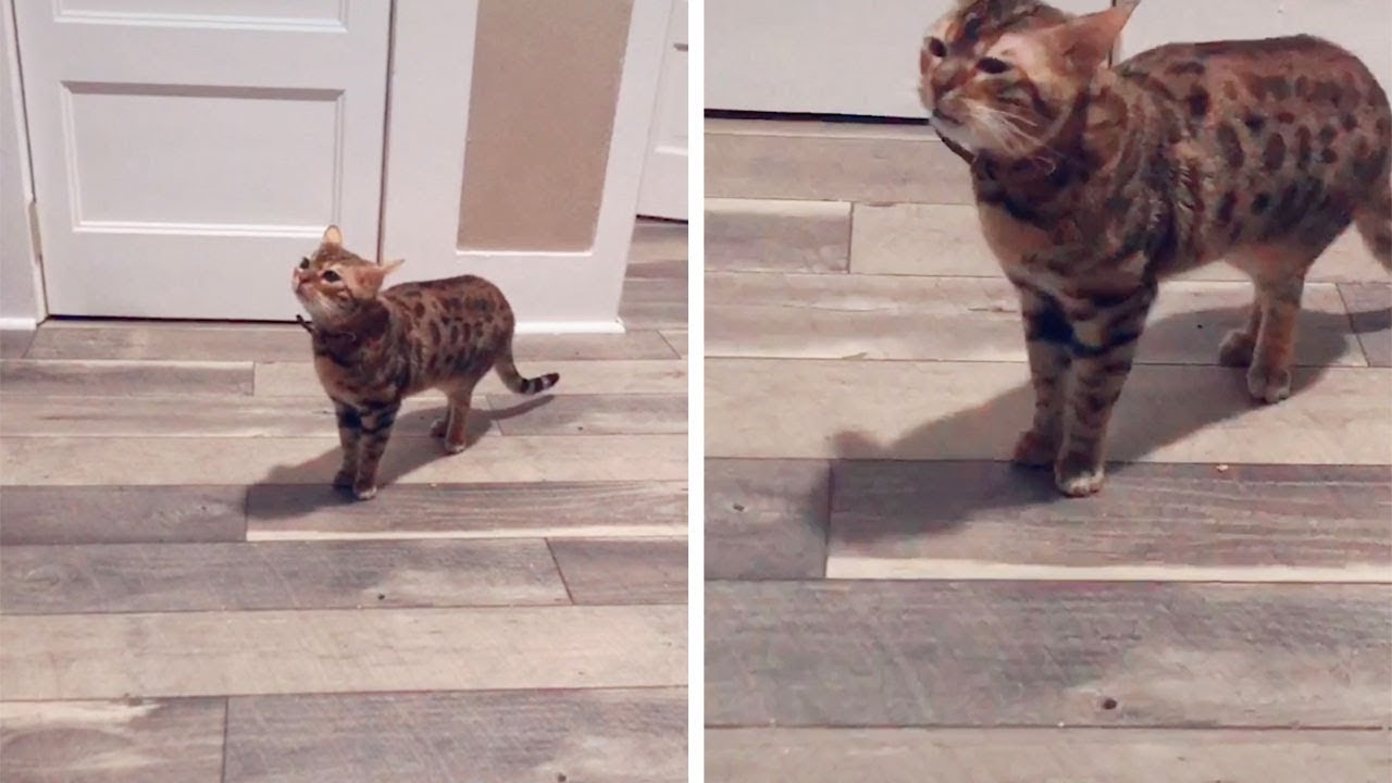 Some think this cat's meow sounds like handball