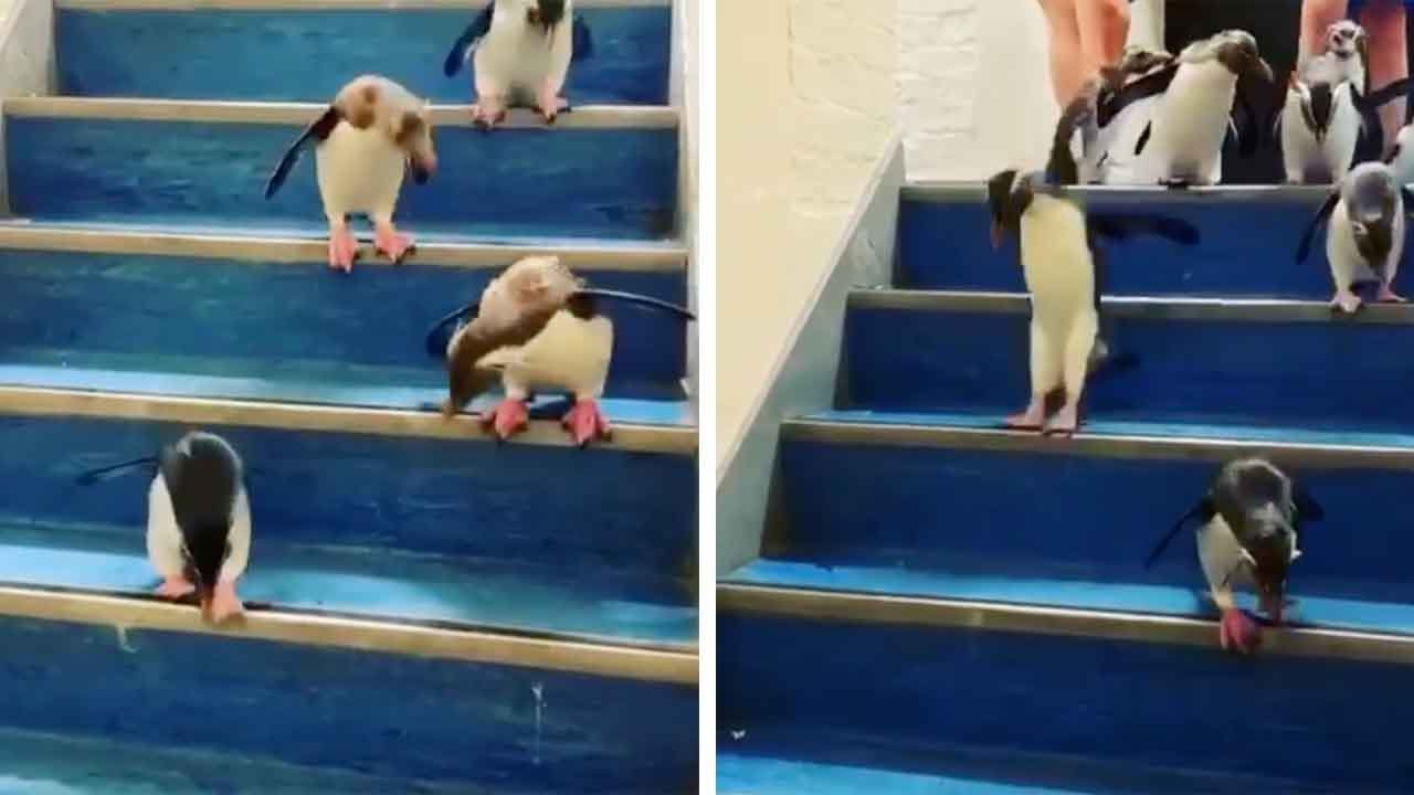 Adorable penguins hop downstairs