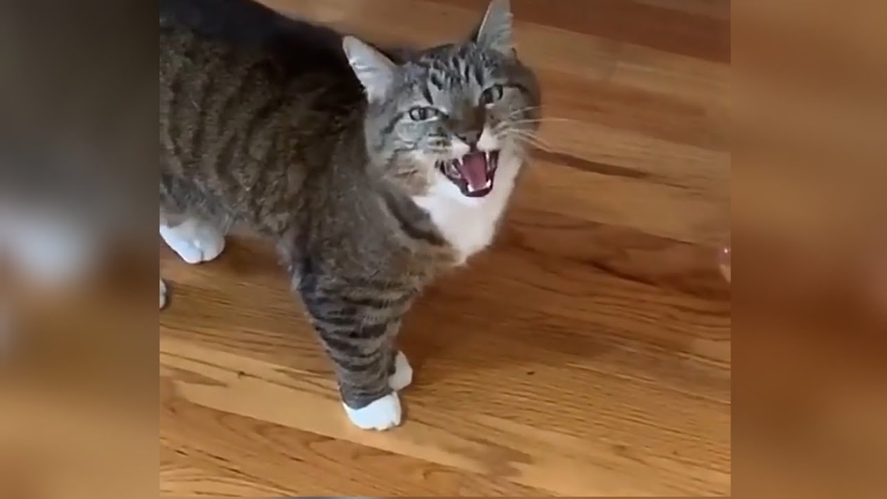 Cat not happy that owners are home so much now