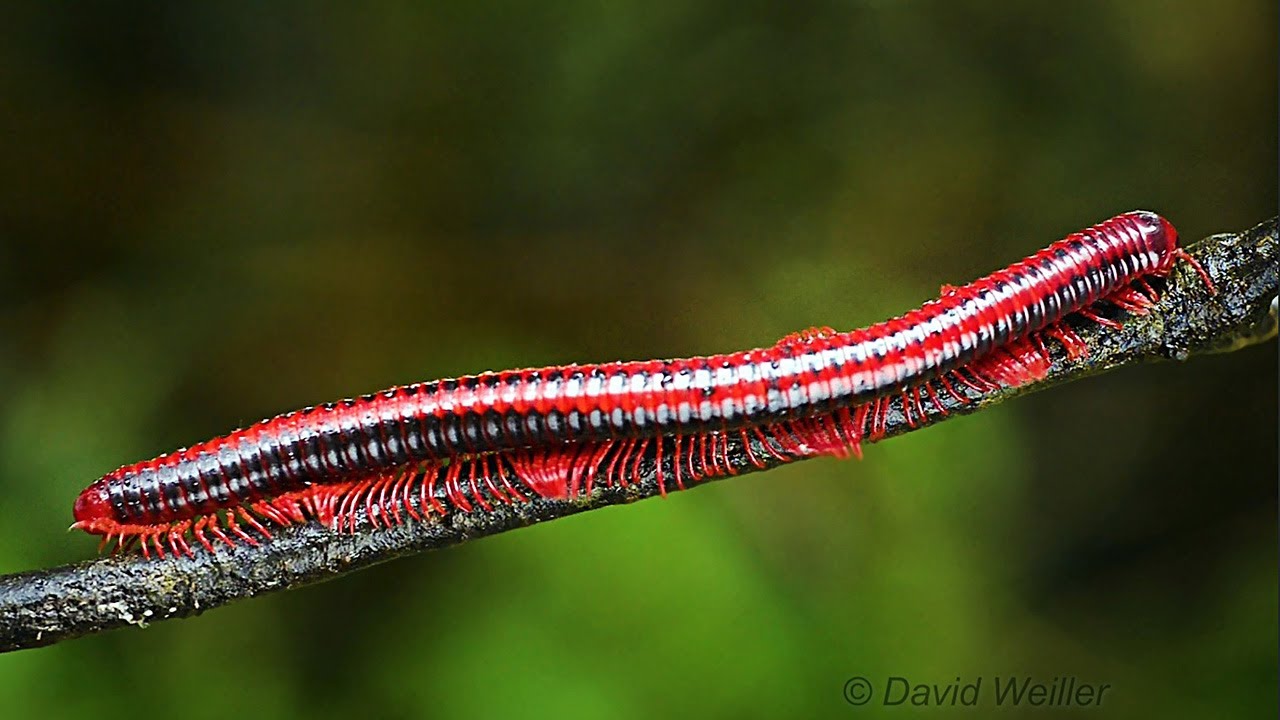 Creepy giant fire millipede in motion