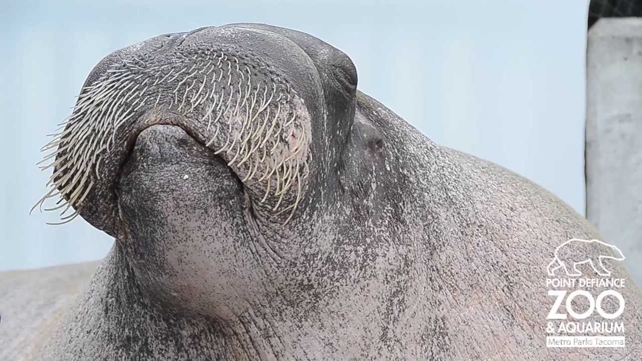 Walrus practices his vocalizations.