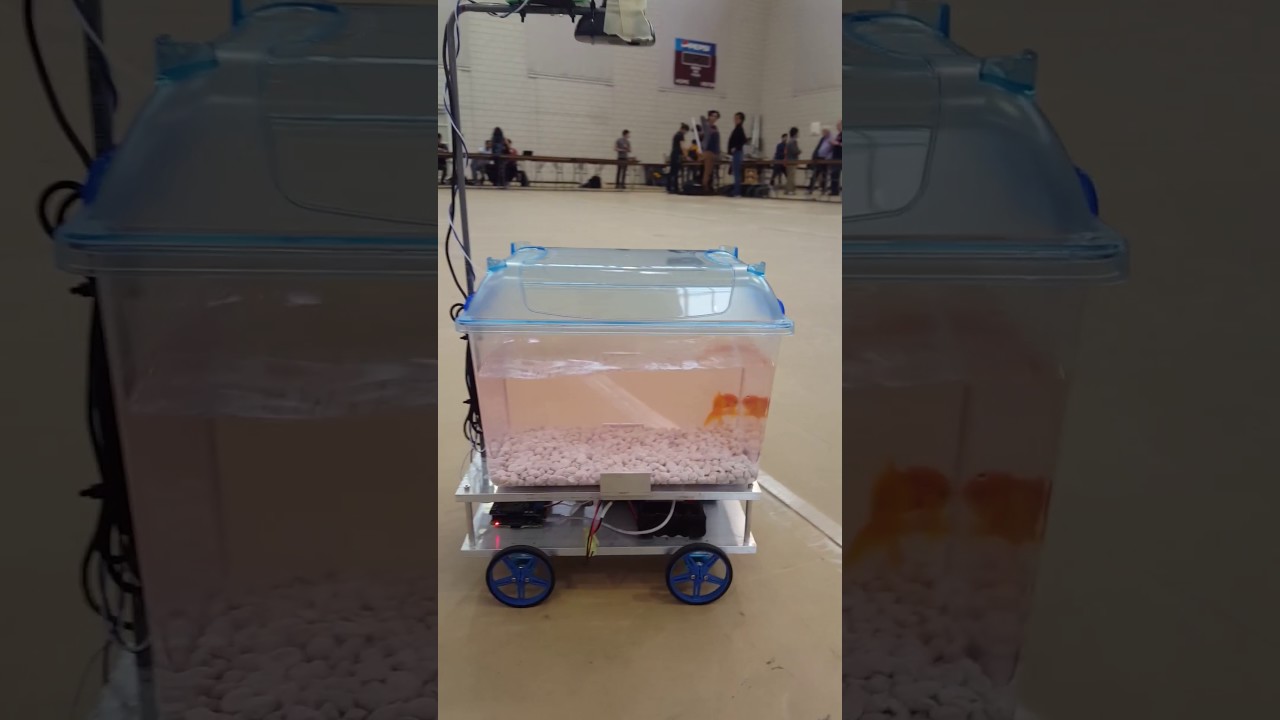 Fish controls its own robotic tank