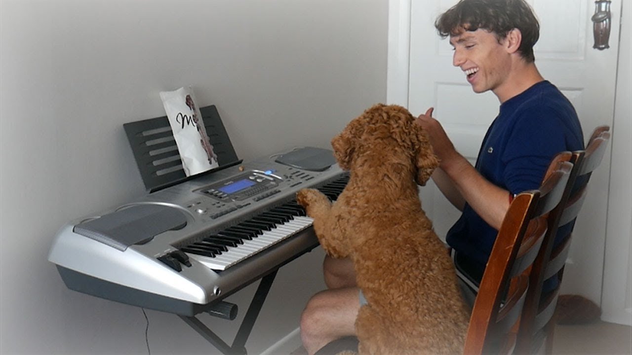 Man teaches his dog to play the piano