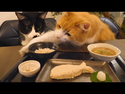 Preparing a gourmet Japanese meal for cats