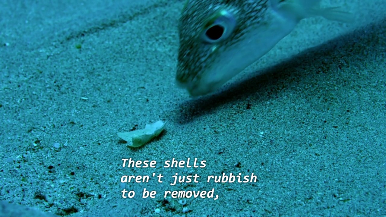 The pufferfish's courtship ritual