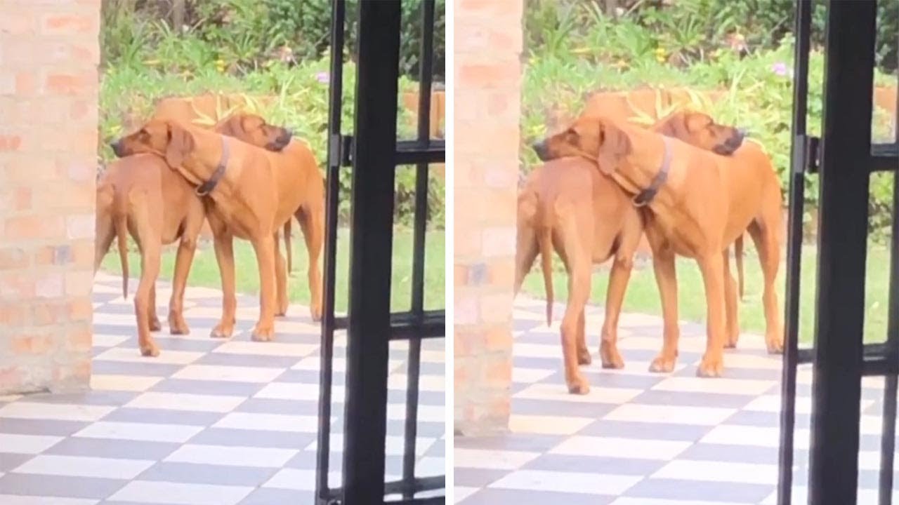 Twin dogs in an extended hug