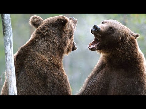 Stunning footage of two bears fighting for dominance.